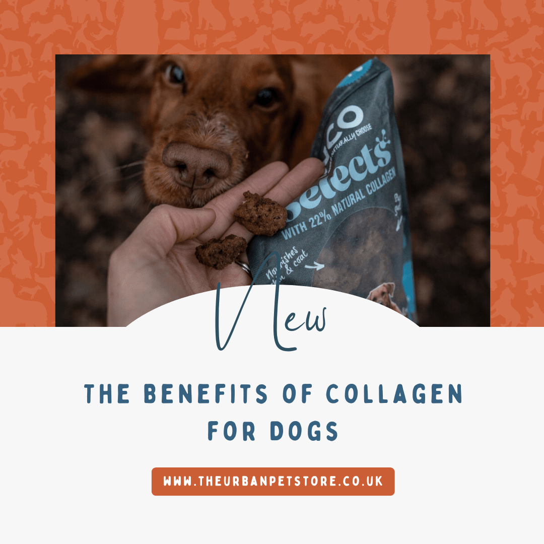 The Benefits of Collagen for Dogs | The Urban Pet Store